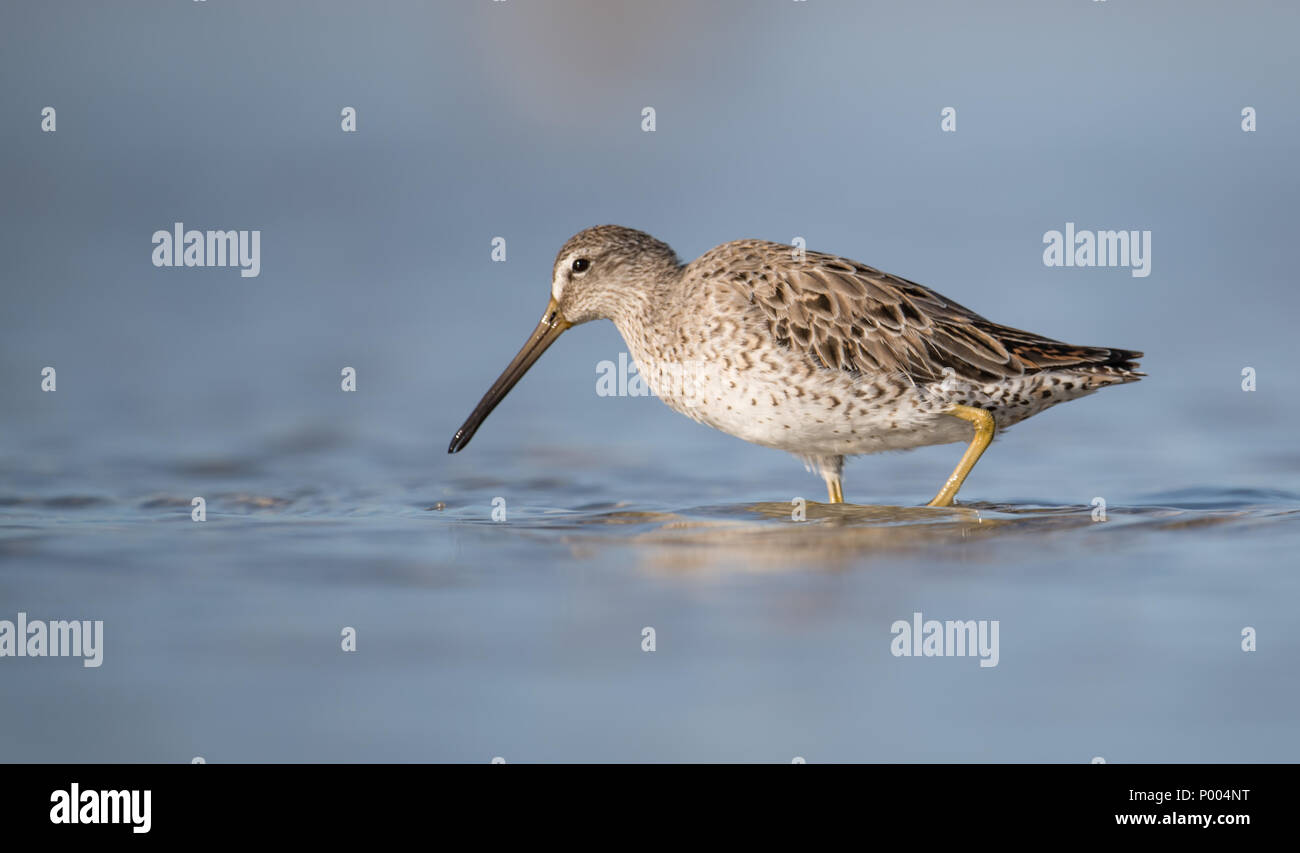 Short Billed Dowitcher Stock Photo - Alamy