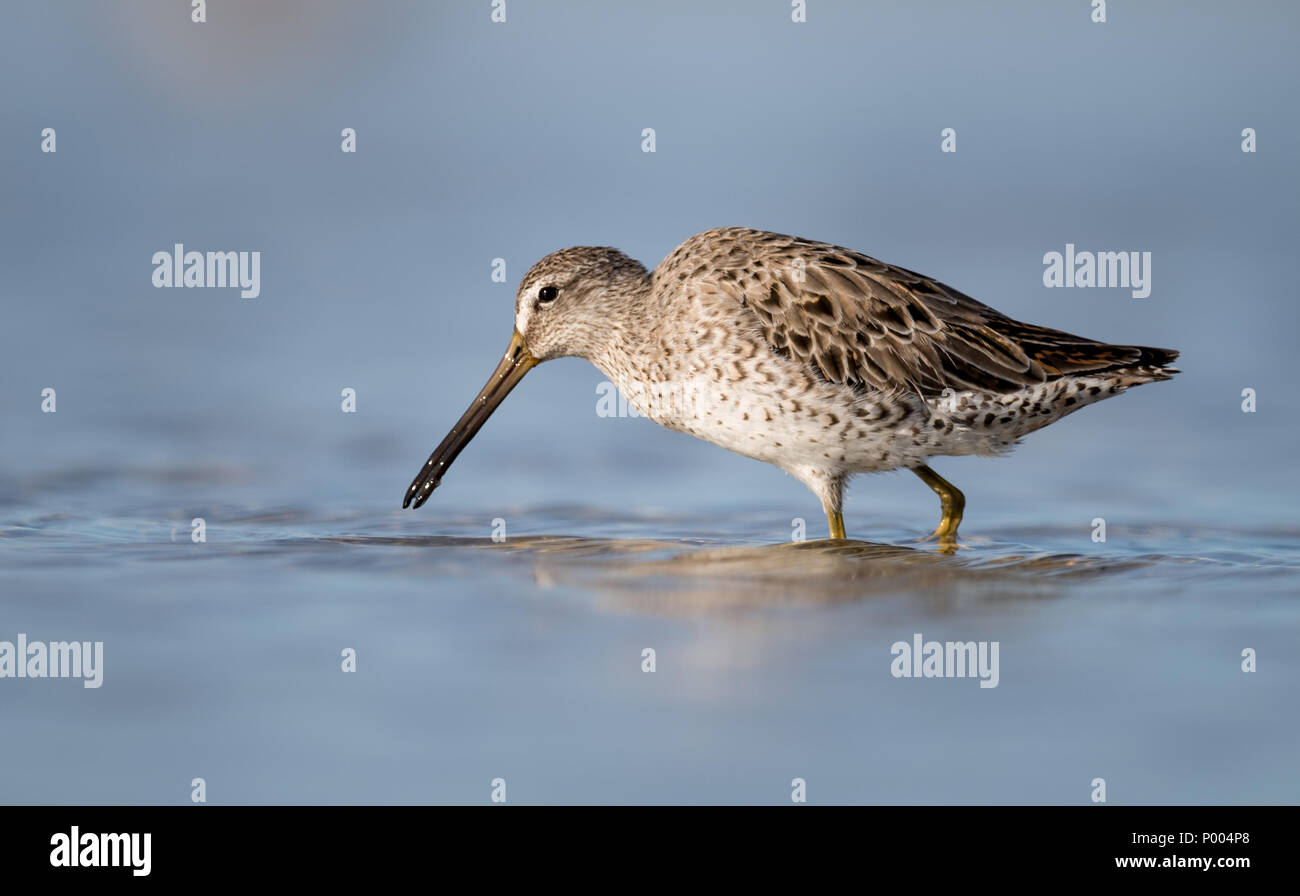 Short Billed Dowitcher Stock Photo - Alamy