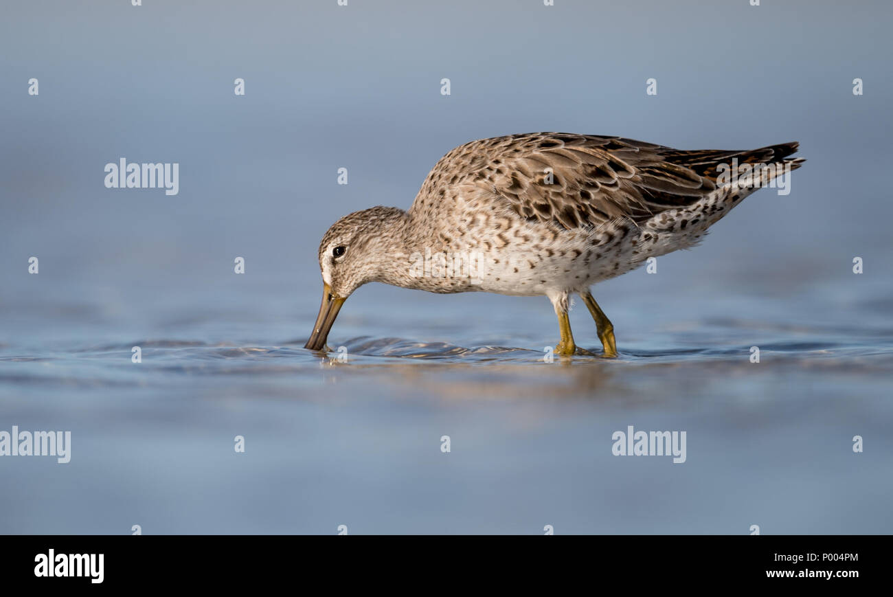 Flying dowitcher hi-res stock photography and images - Alamy