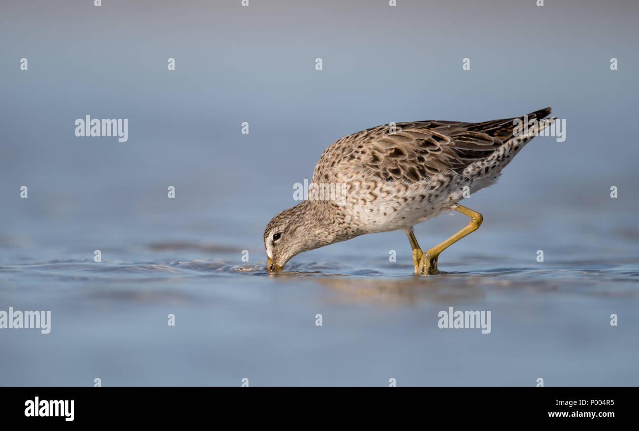 Flying dowitcher hi-res stock photography and images - Alamy