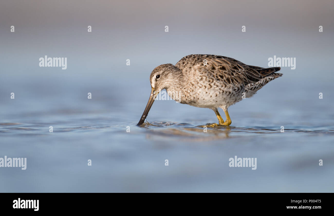 Short Billed Dowitcher Stock Photo - Alamy
