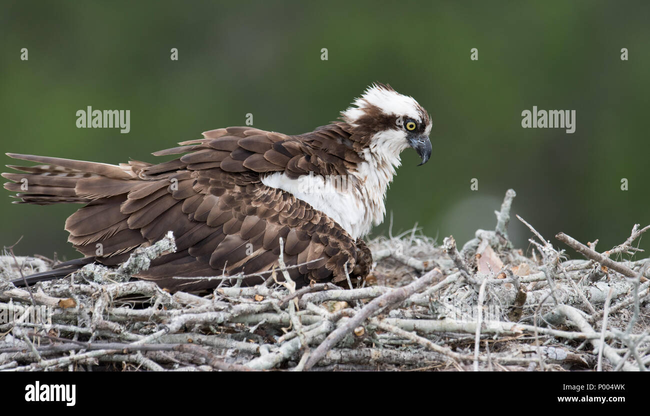 Osprey flying feet hi-res stock photography and images - Alamy