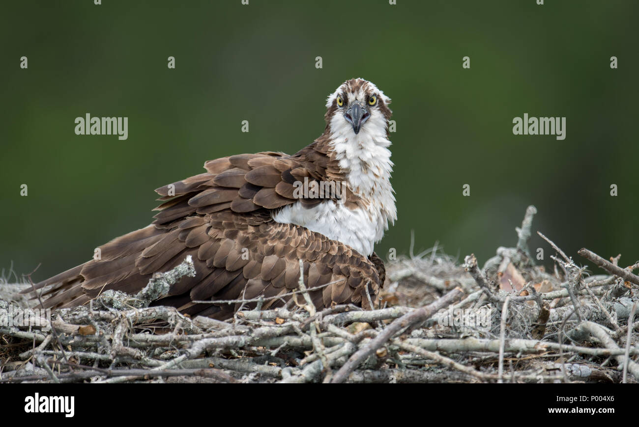 Osprey flying feet hi-res stock photography and images - Alamy