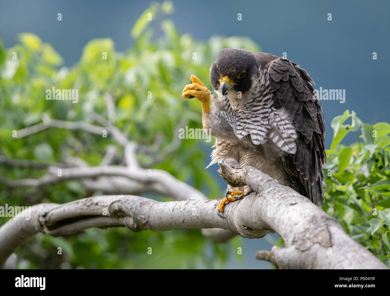 Peregrine falcon birds canada hi-res stock photography and images - Alamy