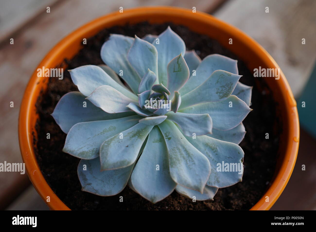 Succulent exterior hi-res stock photography and images - Alamy