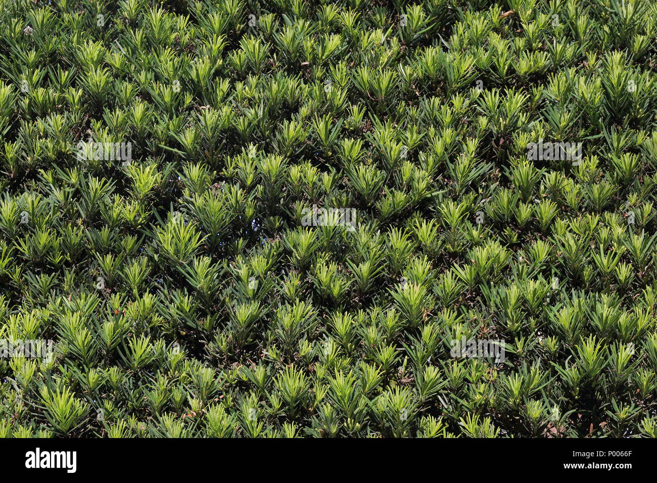 Green shrub wall. screening trees for eco design concepts Stock Photo ...