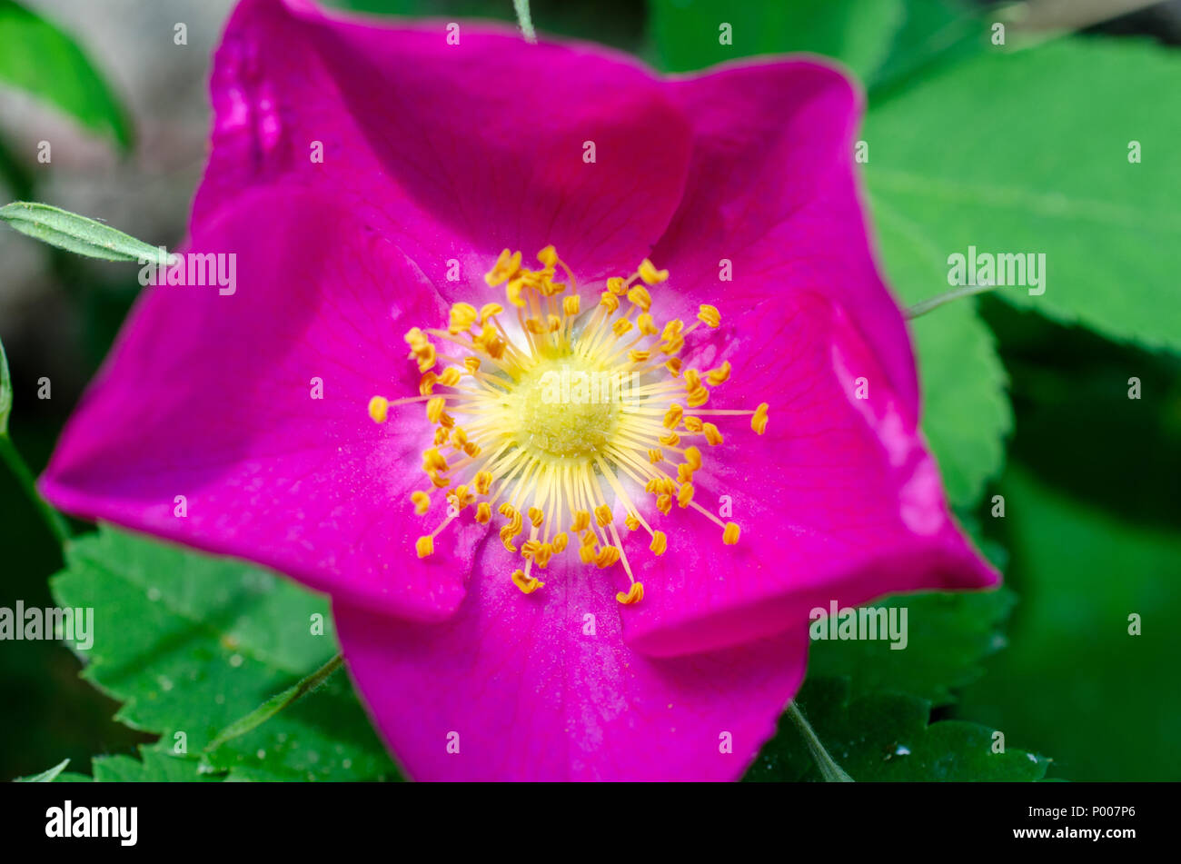 Alberta wild rose hi-res stock photography and images - Alamy