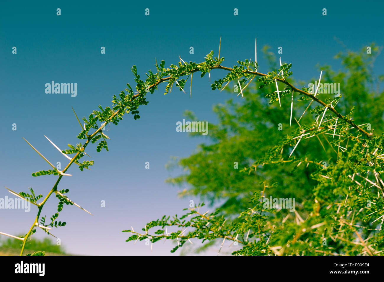 Long thorns of a Vachellia nilotica or white thron acacia plant branch ...