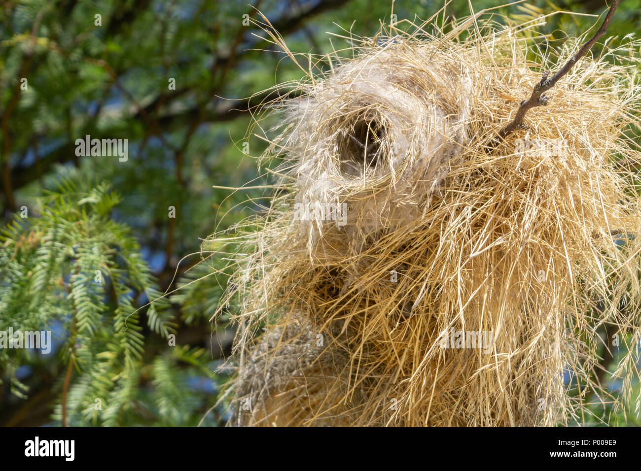 Scruffy nest hi-res stock photography and images - Alamy