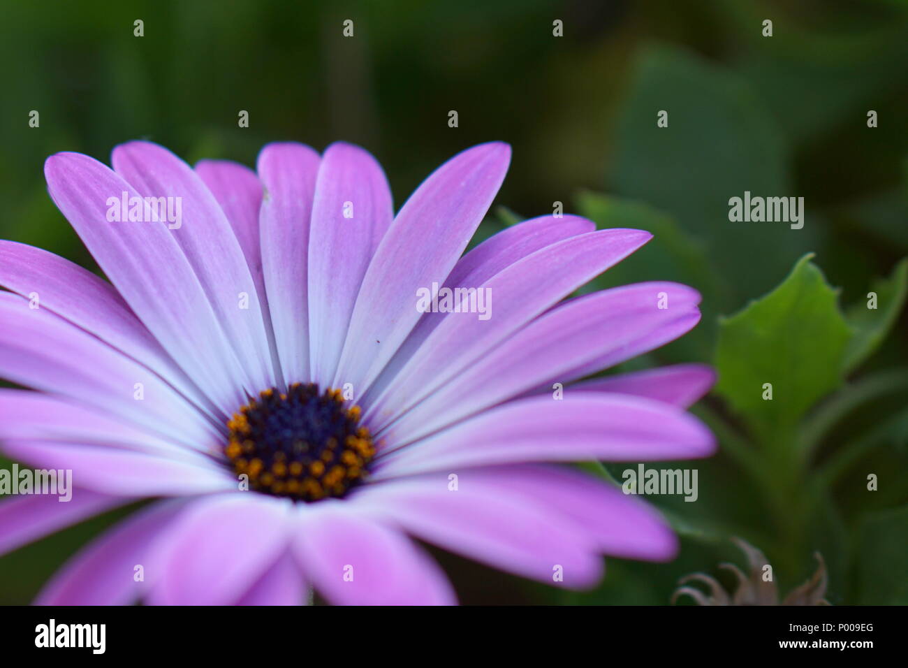 Finally spring hi-res stock photography and images - Alamy