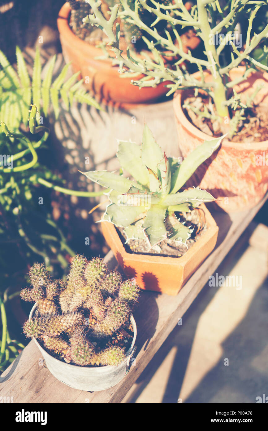 Selective focus close-up top-view shot on cactus cluster. well known ...