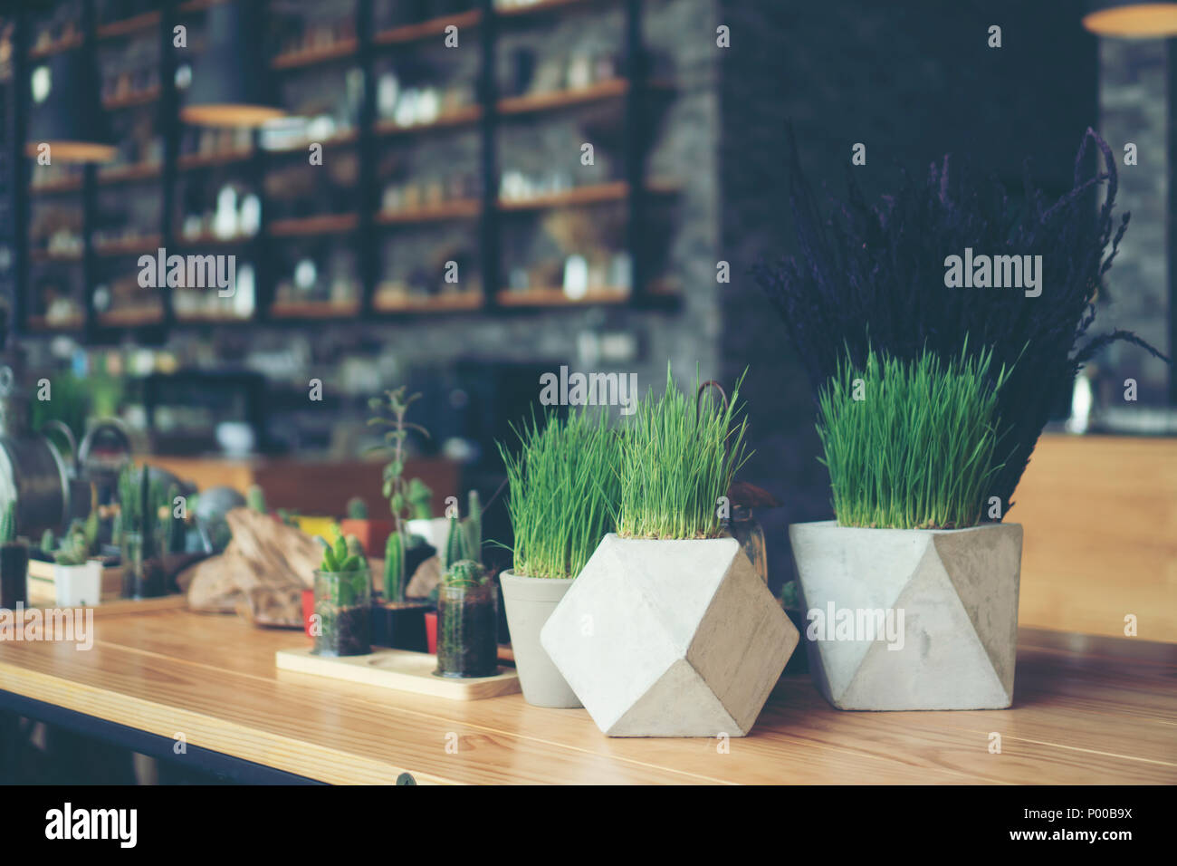 cactus in coffee cafe Stock Photo - Alamy