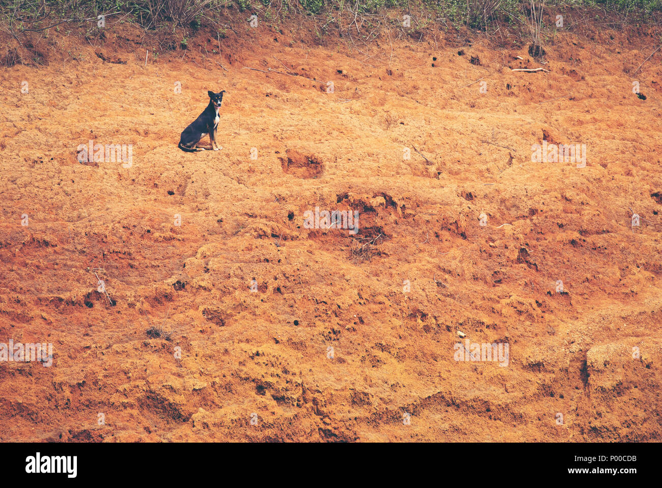 single alone dog Stock Photo - Alamy