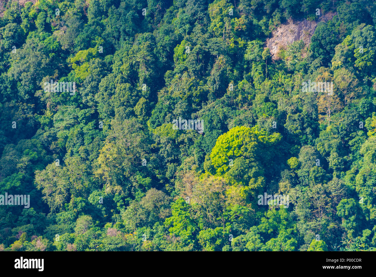 Jungle canopy, birds eye view hi-res stock photography and images - Alamy