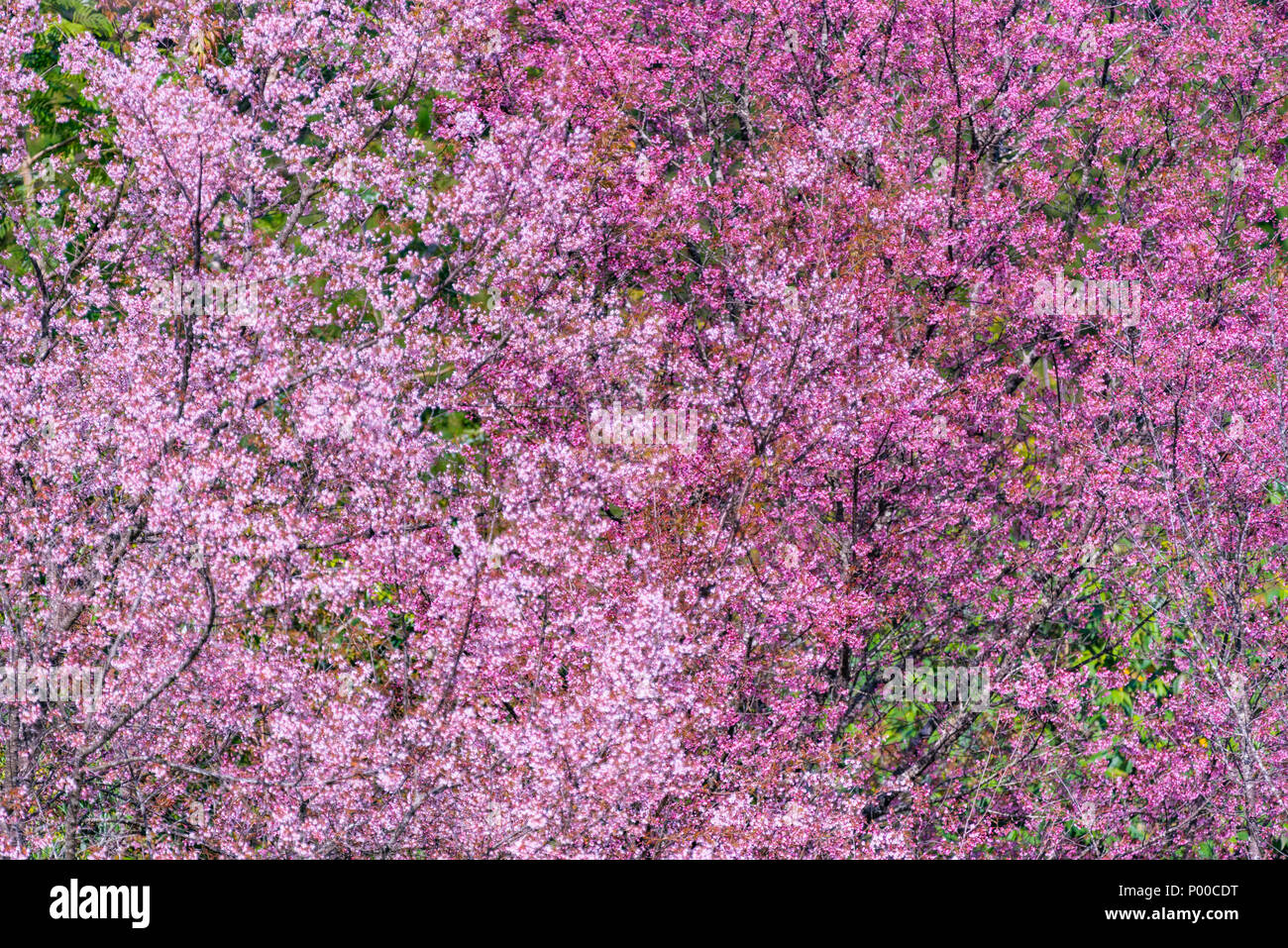 colorful color of flower tree in wild forest Stock Photo - Alamy