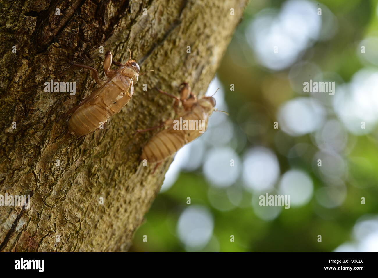 Beautiful nature scene macro cicada molting. Showing of eyes and wing ...