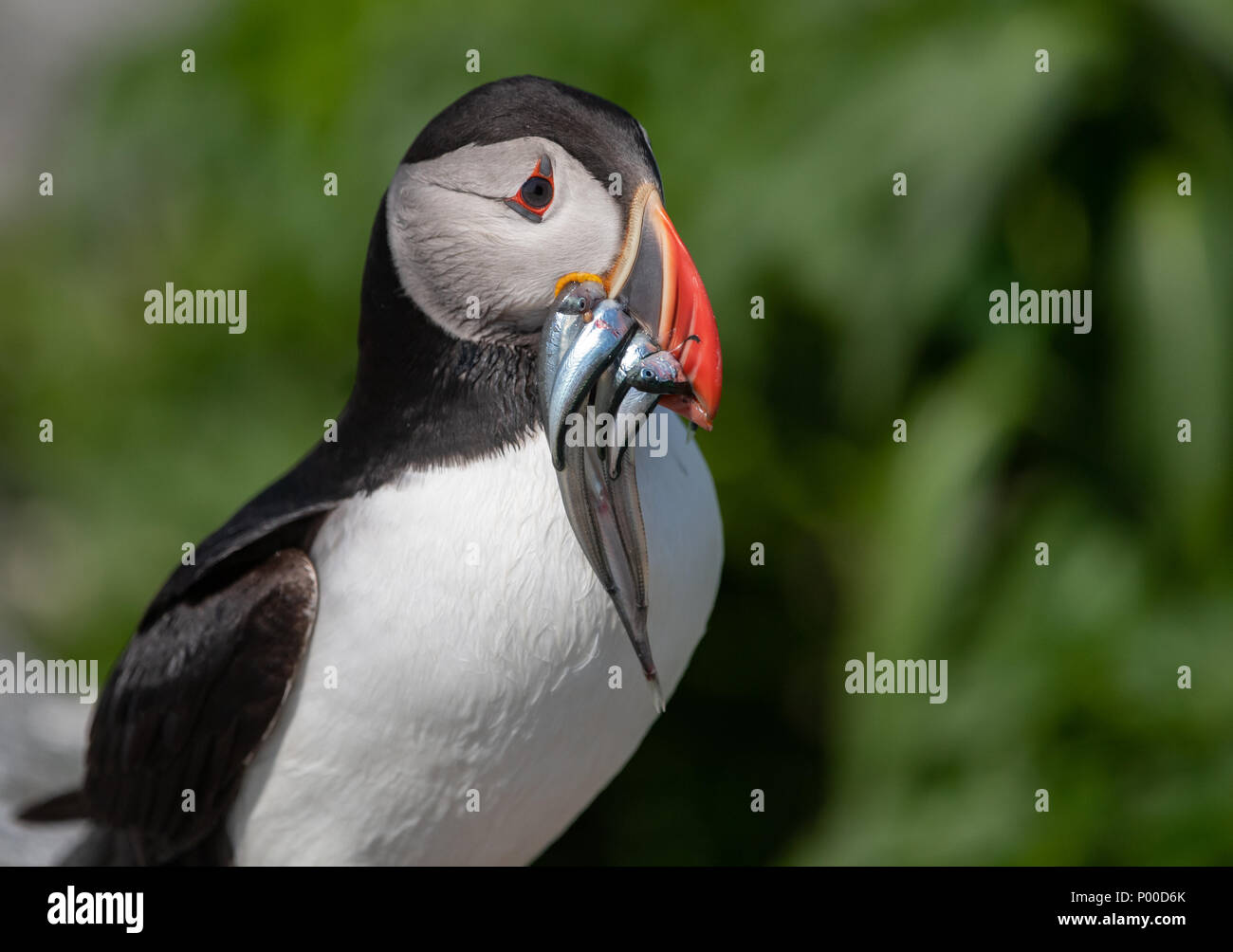 Atlantic Puffin in Maine Stock Photo - Alamy