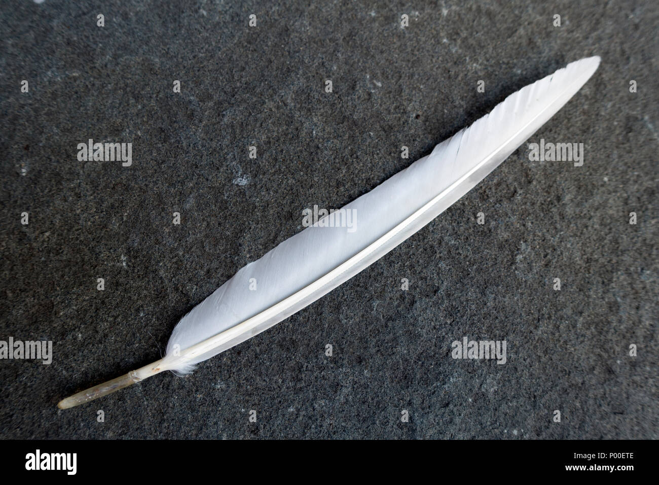 Birds feather on concrete hi-res stock photography and images - Alamy