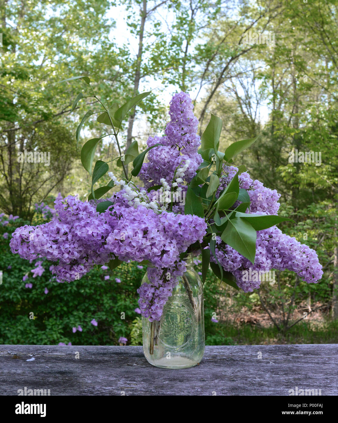Lilacs and lily of the valley in a canning jar vase Stock Photo - Alamy