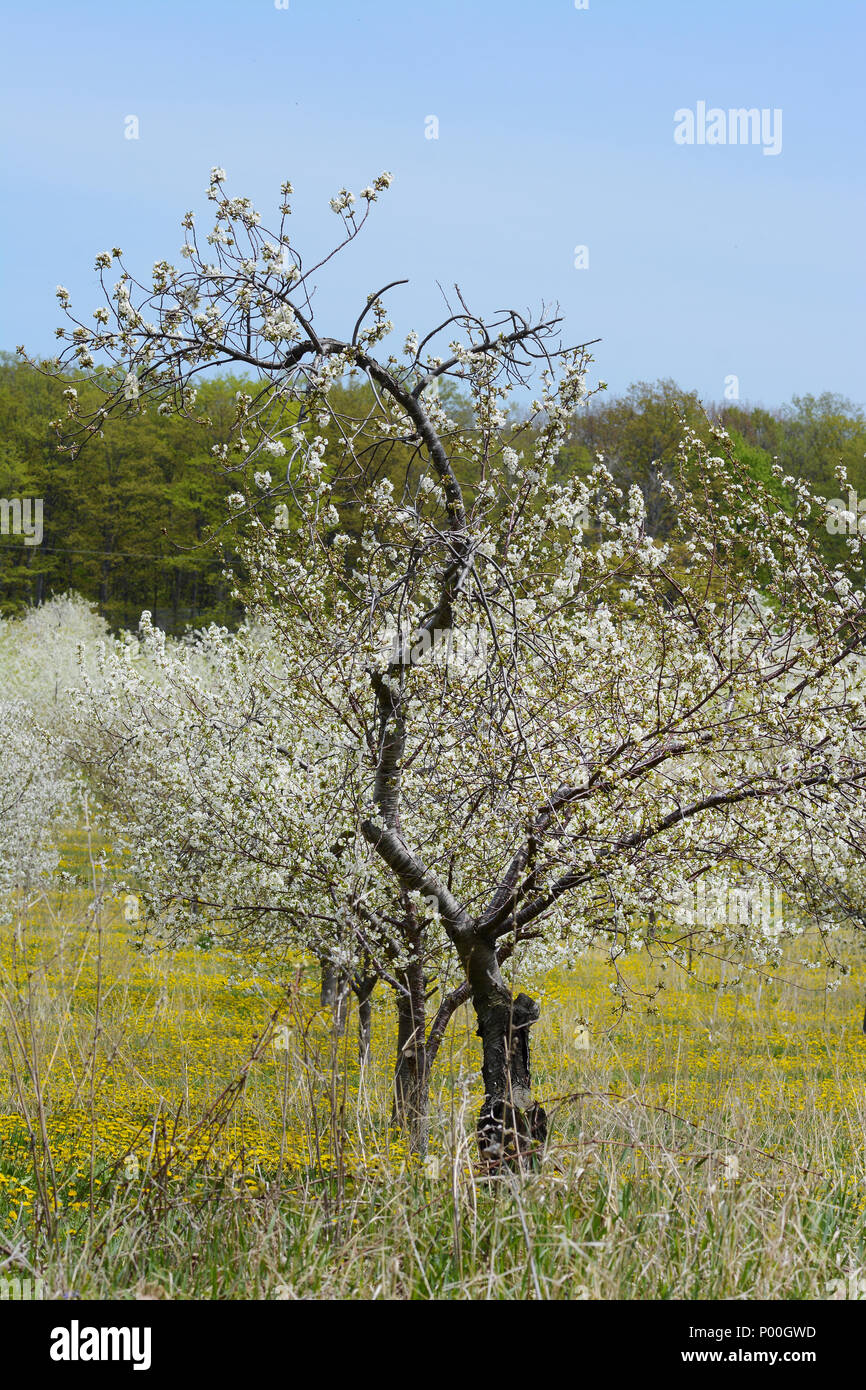 A twisted cherry tree blooms in an orchard in Michigan Stock Photo - Alamy