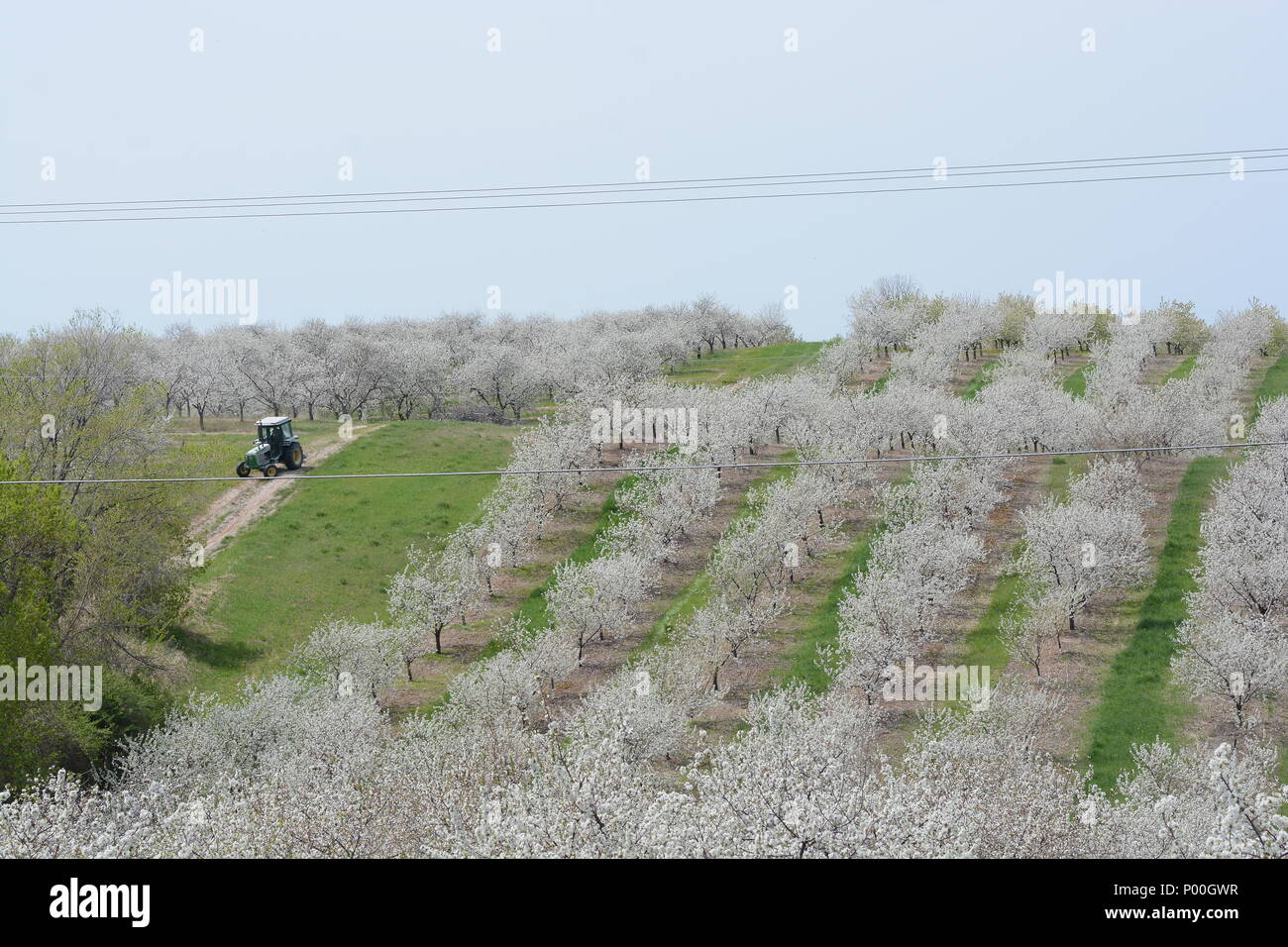 Horizontal fruit trees hi-res stock photography and images - Alamy