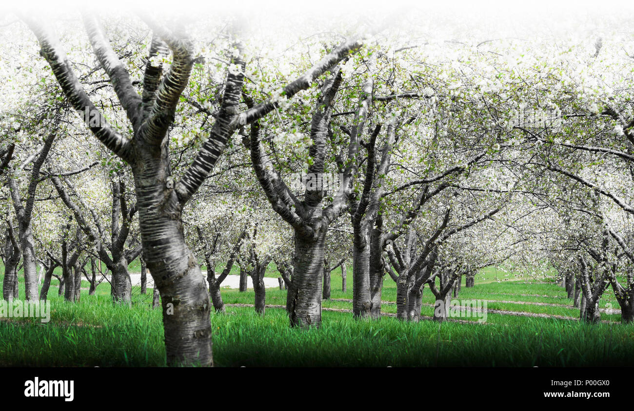 A ground-level view of a cherry orchard, looking up at the white blooms ...