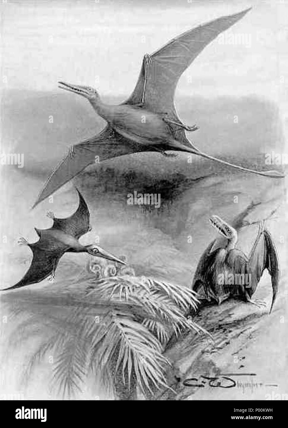 Scaphognathus Black and White Stock Photos & Images - Alamy