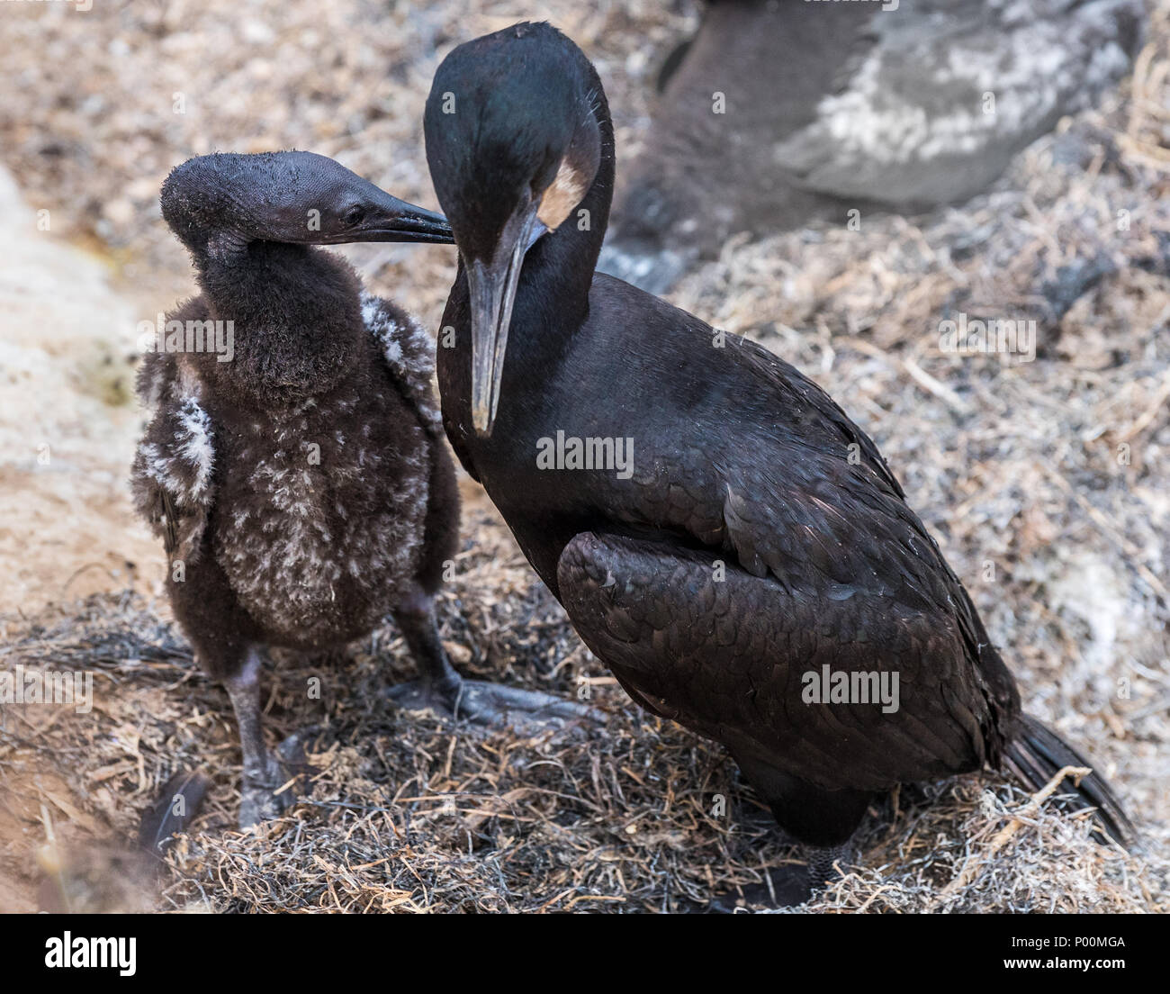 Brandts cormorant hi-res stock photography and images - Alamy