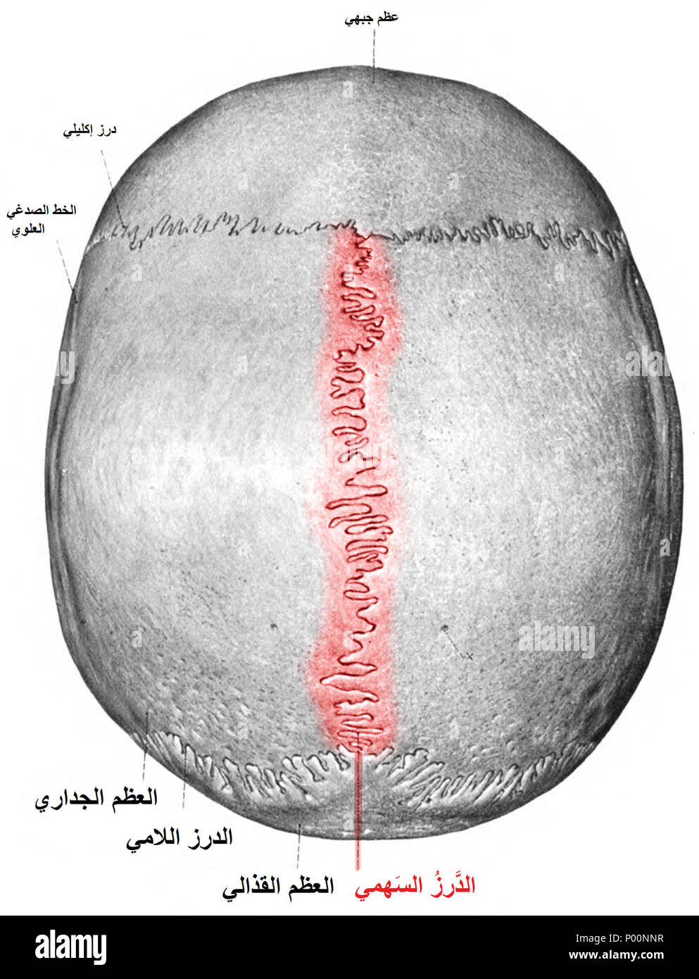 Sagittal suture hi res stock photography and images Alamy
