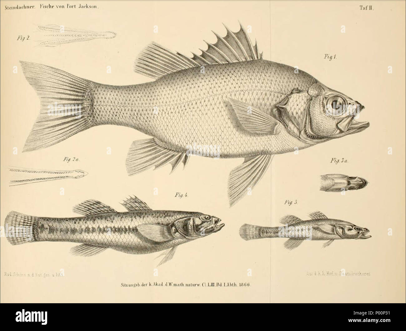. English: Steindachner's line drawing of an Australian bass ...