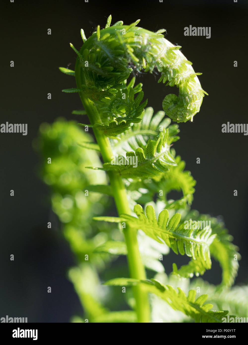 Curled up close up of a fern hi-res stock photography and images - Alamy