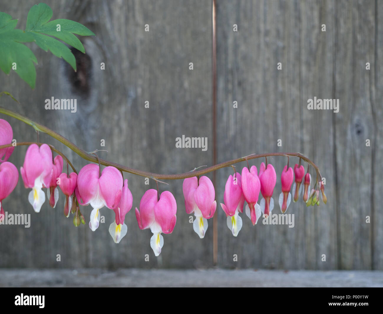 A stem of a bleeding heart plant with multiple flowers photographed ...