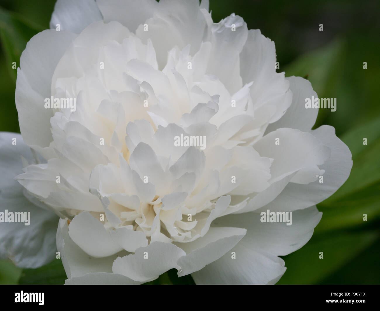 Frilly Petal High Resolution Stock Photography and Images - Alamy