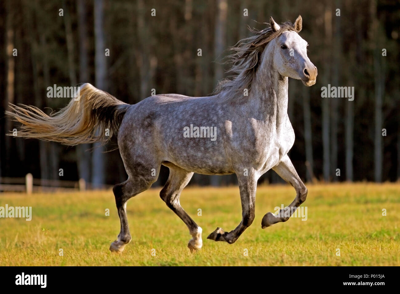 Beautiful grey dapple Arabian Mare galloping in meadow, late afternoon ...
