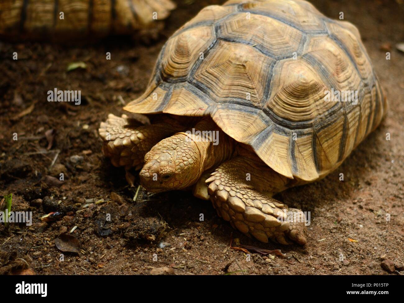 African spurred tortoise (Centrochelys sulcata), also known as the ...