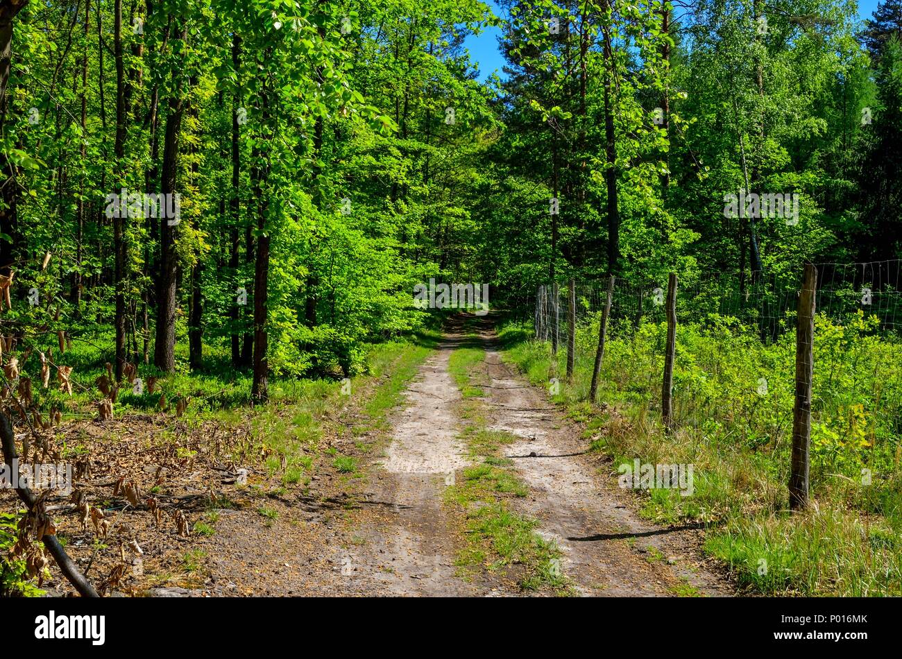 Spring forest landscape. A road among green trees Stock Photo - Alamy