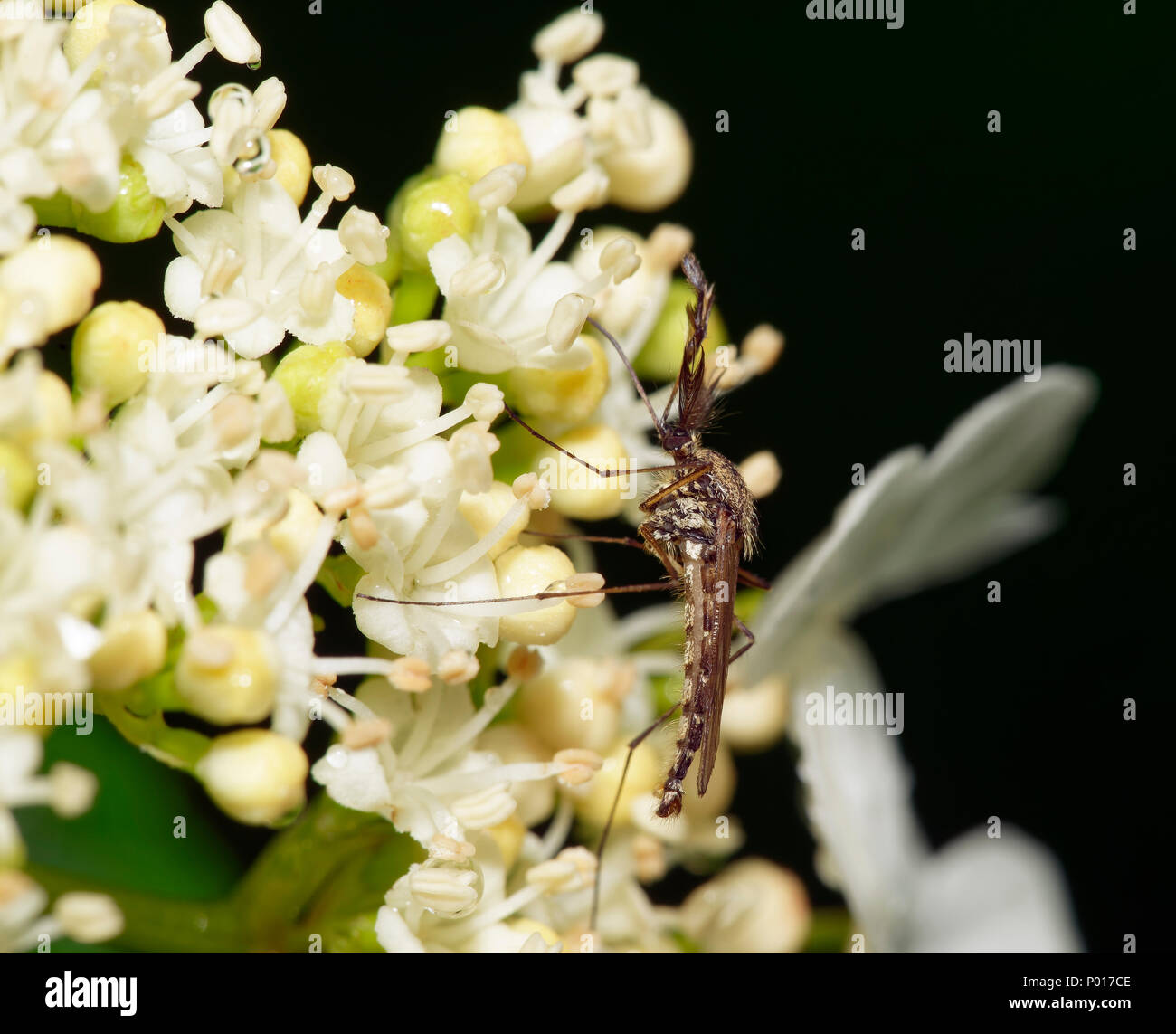 House Mosquito - Culex sp Male feeding on Guelder-rose flower ...