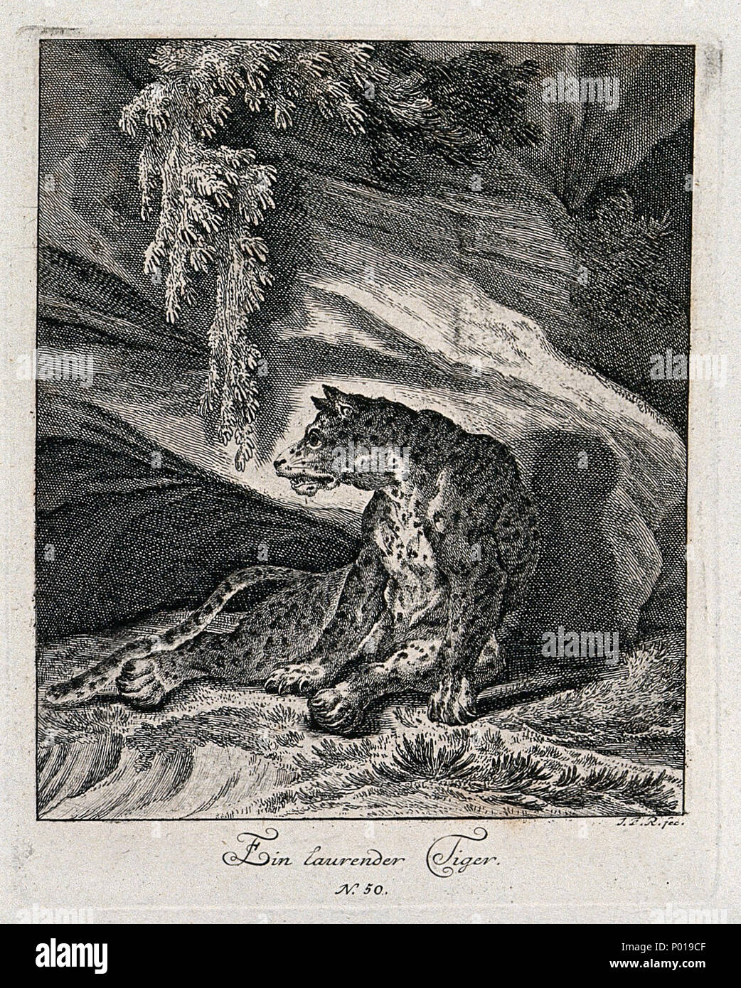 Tiger etching hi-res stock photography and images - Alamy