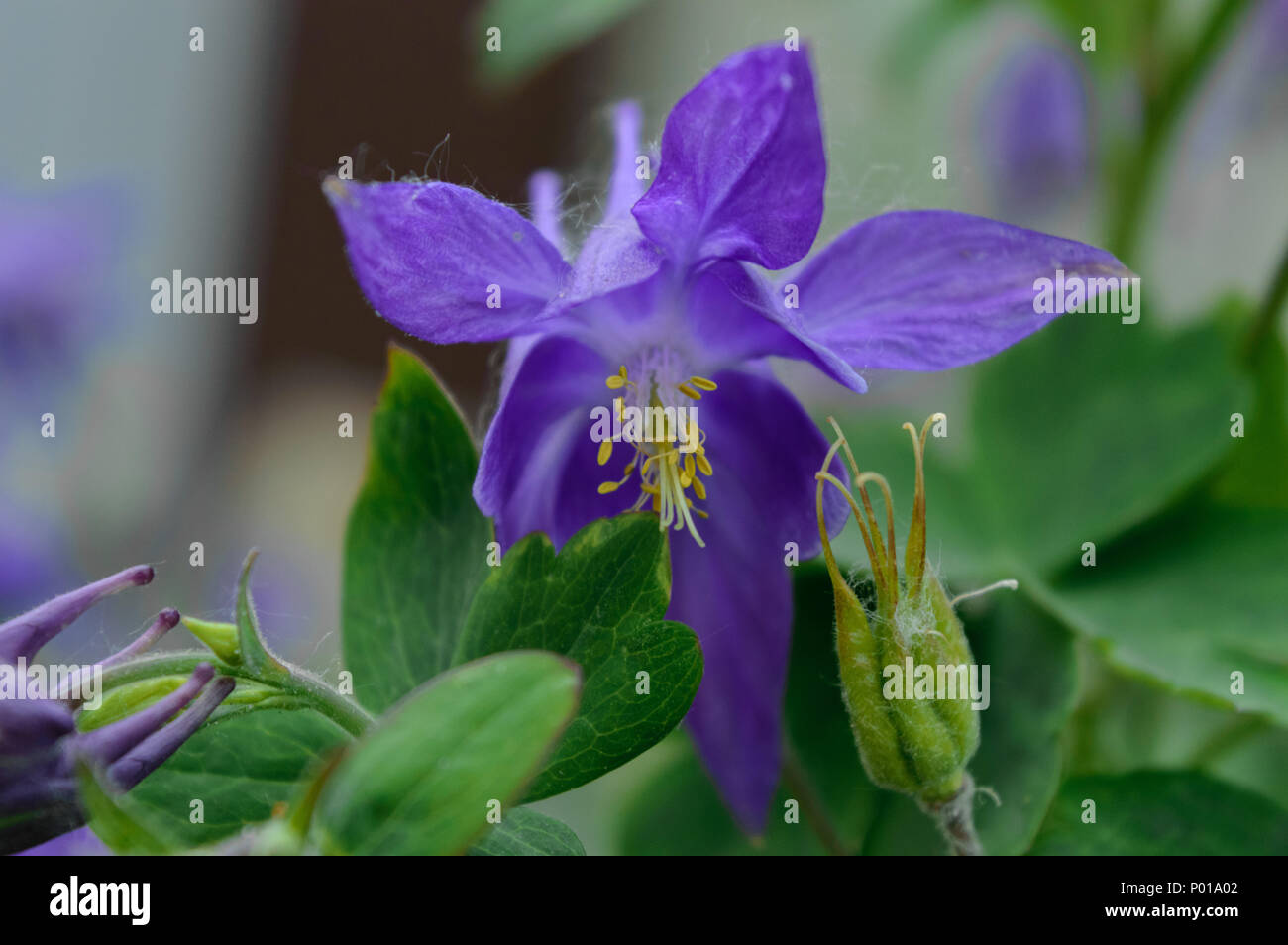 beautiful purple bell Stock Photo - Alamy