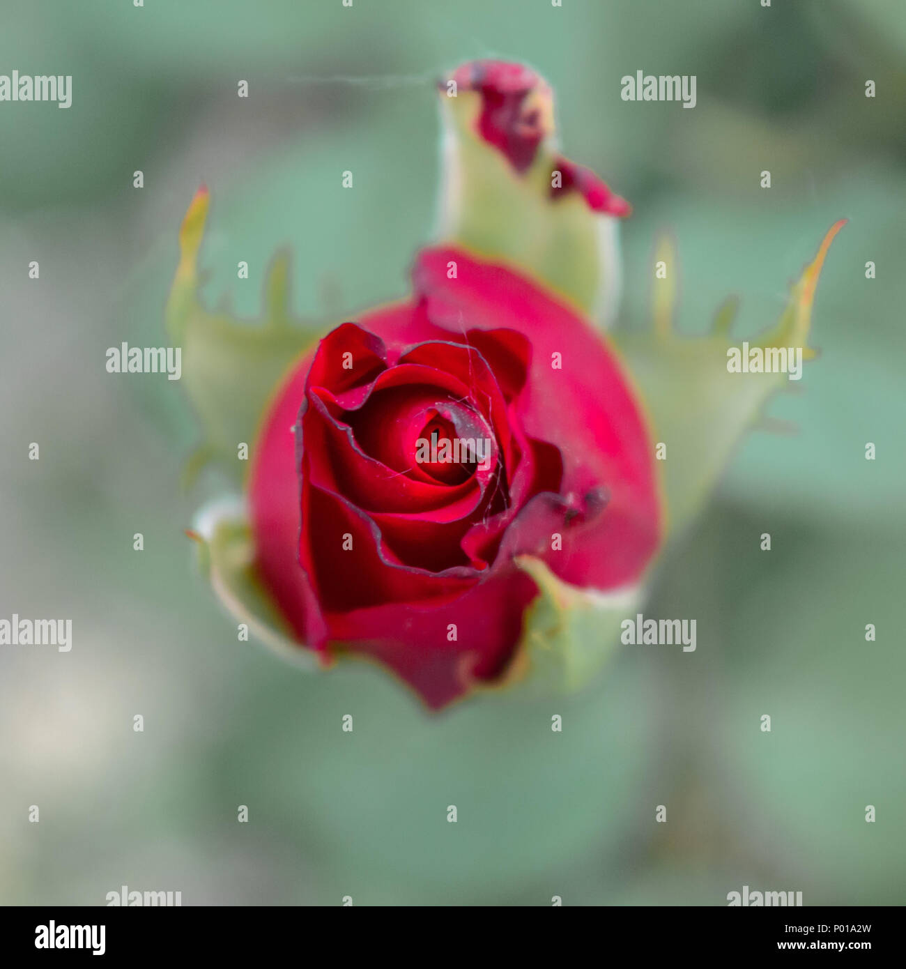 Cultured Rose High Resolution Stock Photography and Images - Alamy