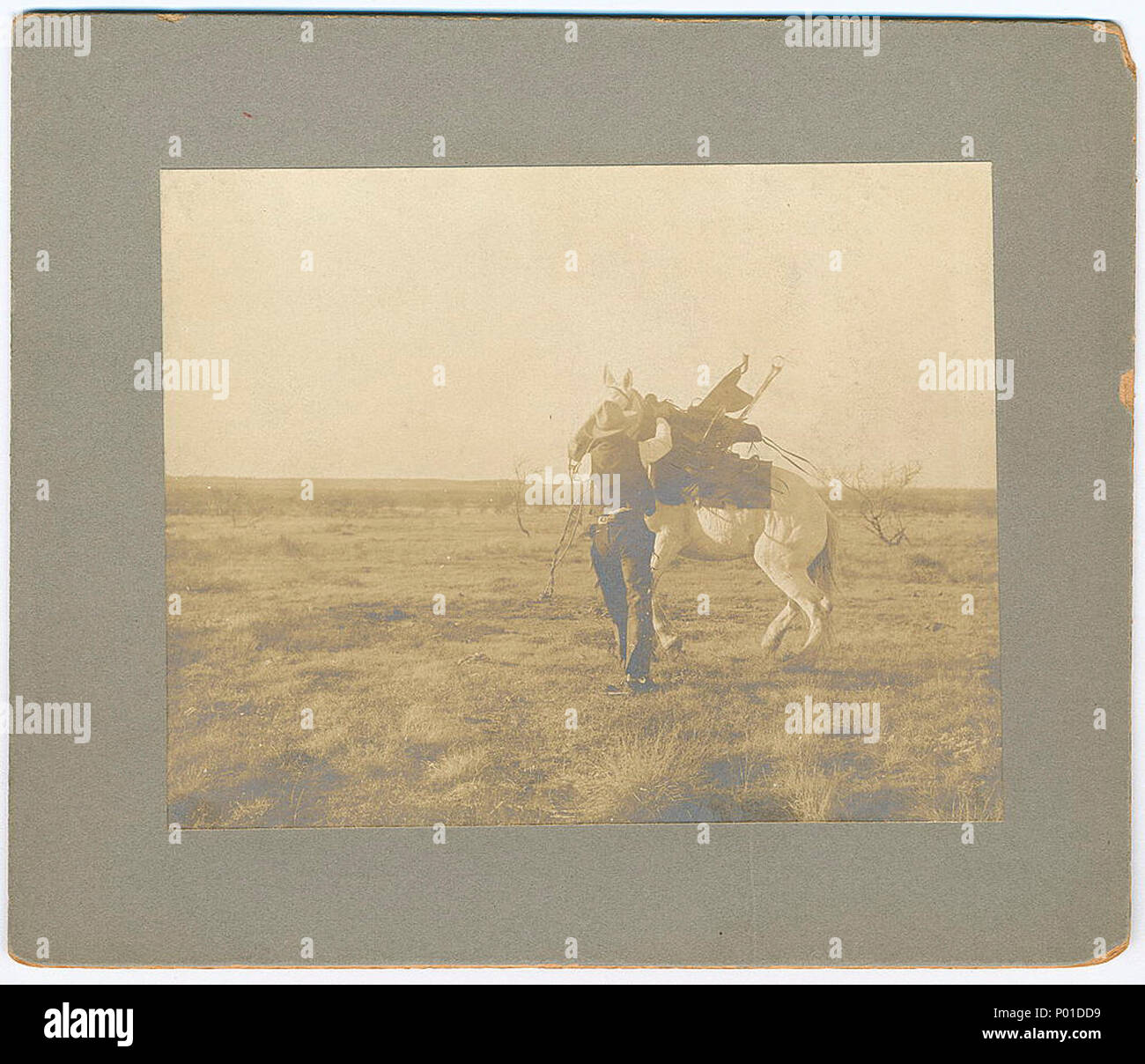 Red saunders hi-res stock photography and images - Alamy
