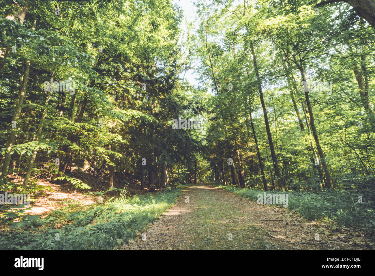 Footpath through lush green forest on a late spring afternoon at ...