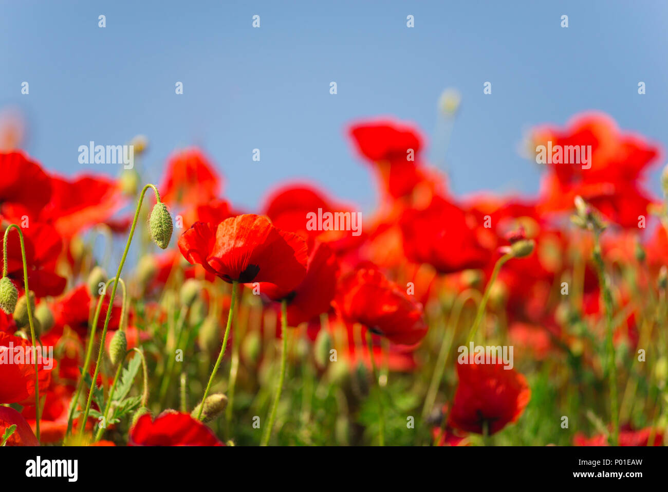 Remembrance day, Anzac Day, serenity. Opium poppy, botanical plant ...