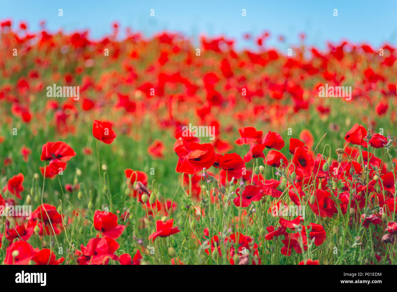 Remembrance day, Anzac Day, serenity. Opium poppy, botanical plant ...
