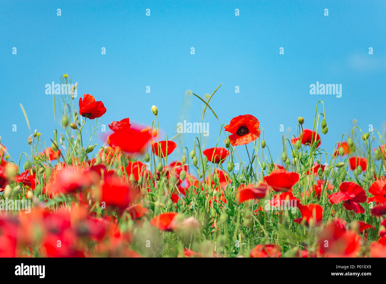 Remembrance day, Anzac Day, serenity. Opium poppy, botanical plant ...