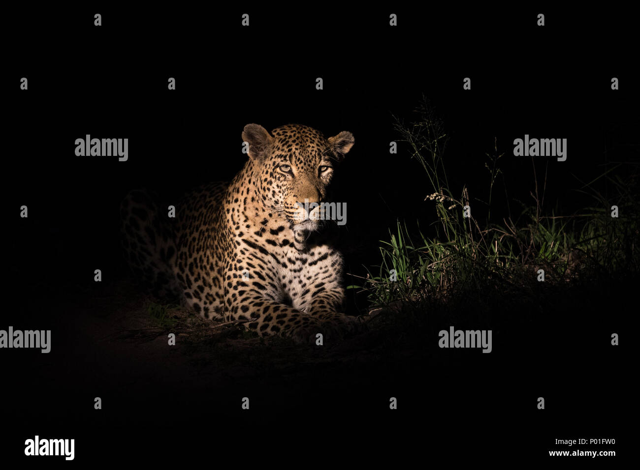 Wildlife spotlight hi-res stock photography and images - Alamy