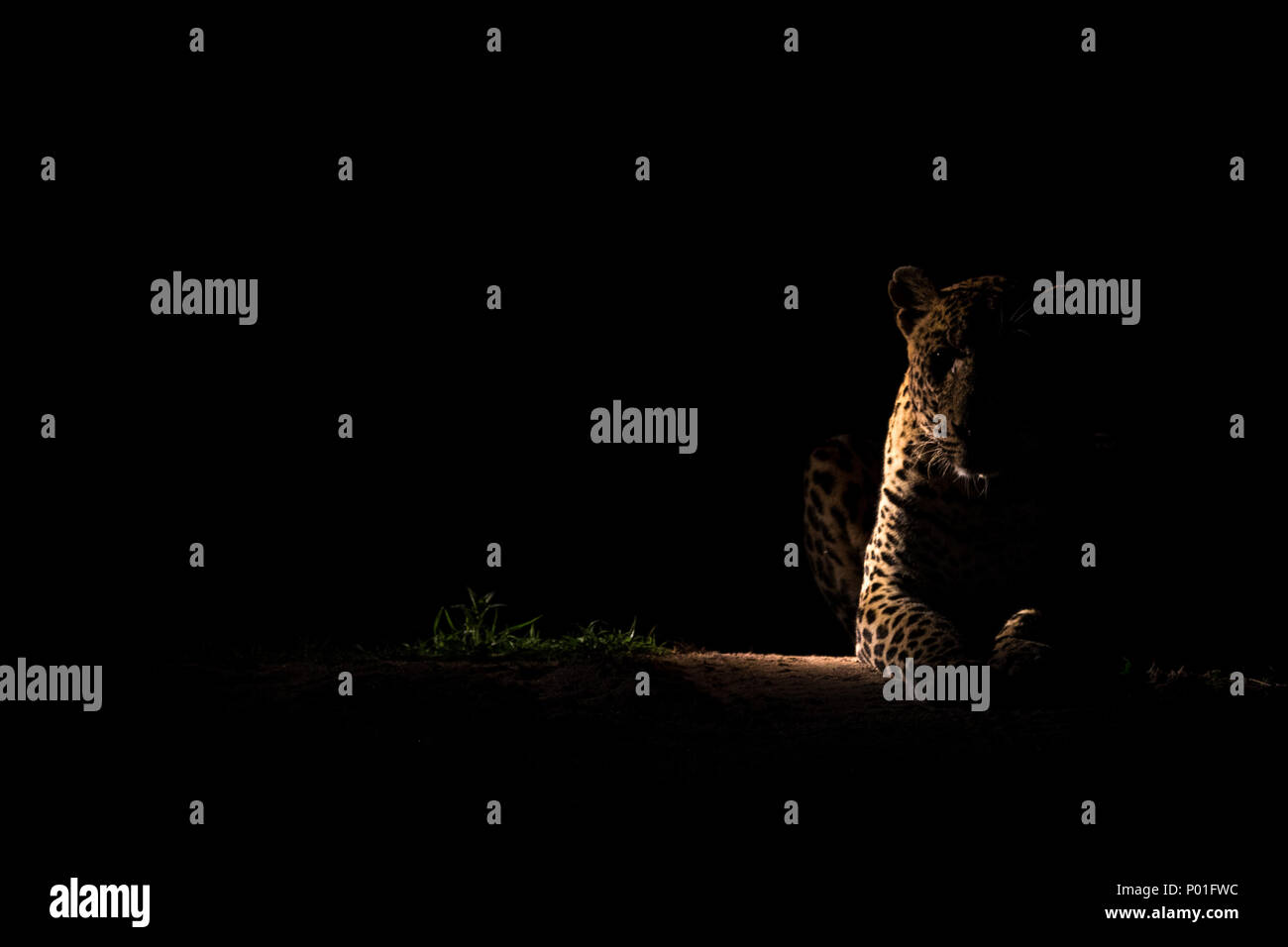 African night photography hi-res stock photography and images - Alamy