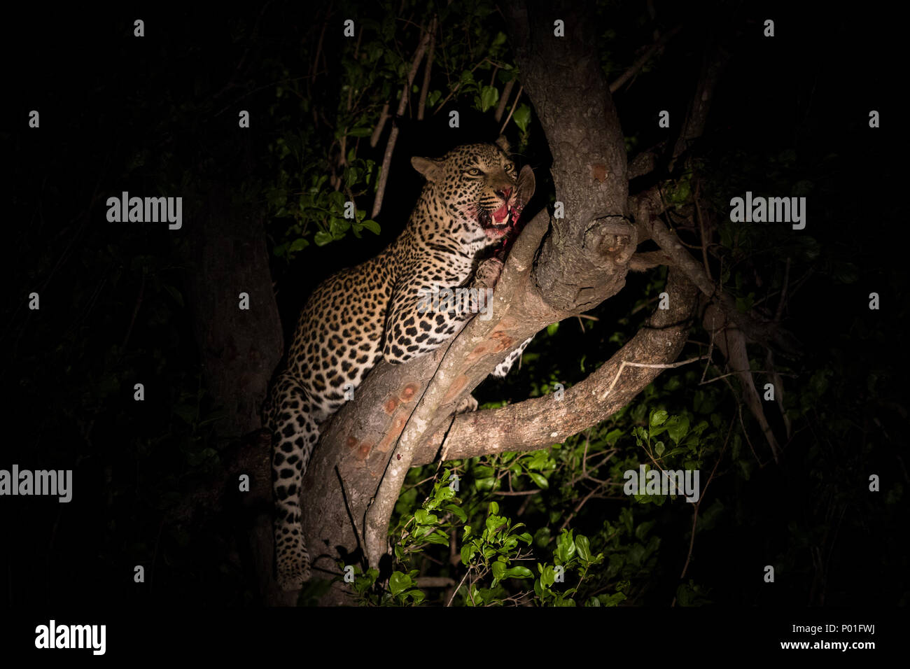 Leopard night tree hi-res stock photography and images - Alamy