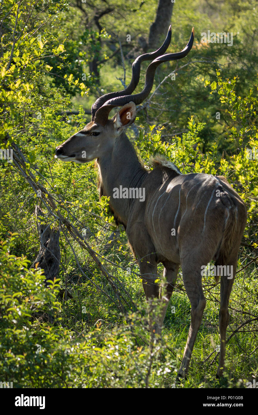 African wild greater kudu bull hi-res stock photography and images - Alamy