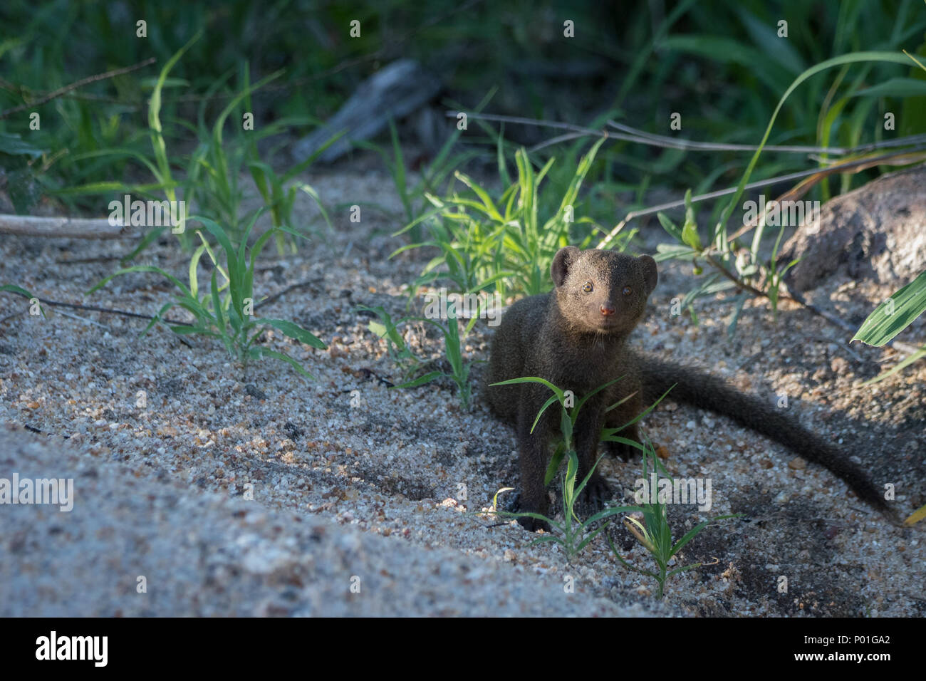 Mongoose eyes hi-res stock photography and images - Alamy